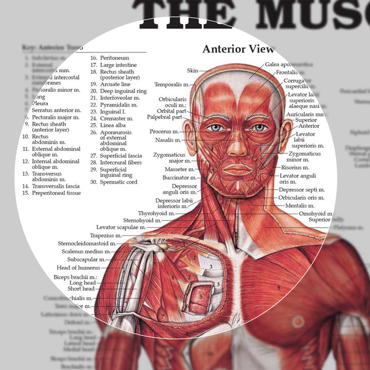 Anatomical charts & Models – Physio supplies canada
