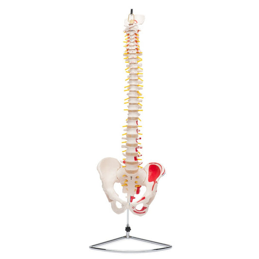 Anatomical charts & Models – Physio supplies canada